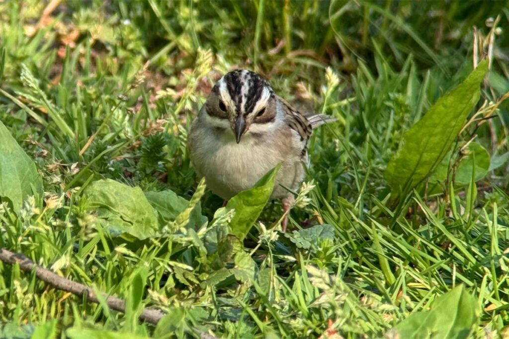 Birds & Brews (Central Park) Walk with, Alan Drogin, Gillian Henry, and ...