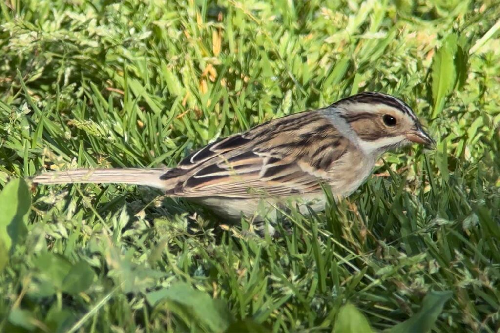 Birds & Brews (Central Park) Walk with, Alan Drogin, Gillian Henry, and ...