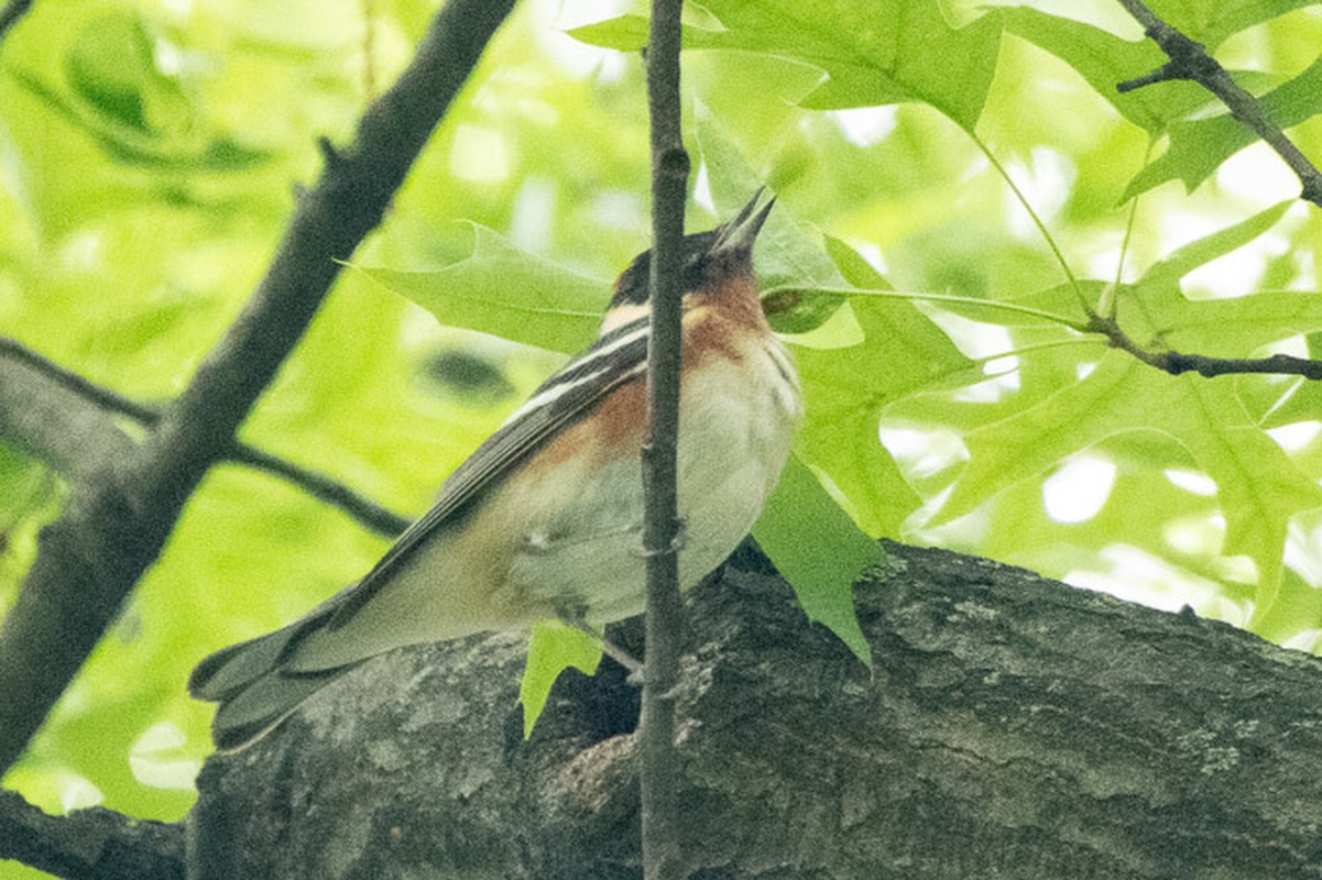 Central Park Spring Migration Walk with Ken Chaya, Alan Drogin and ...