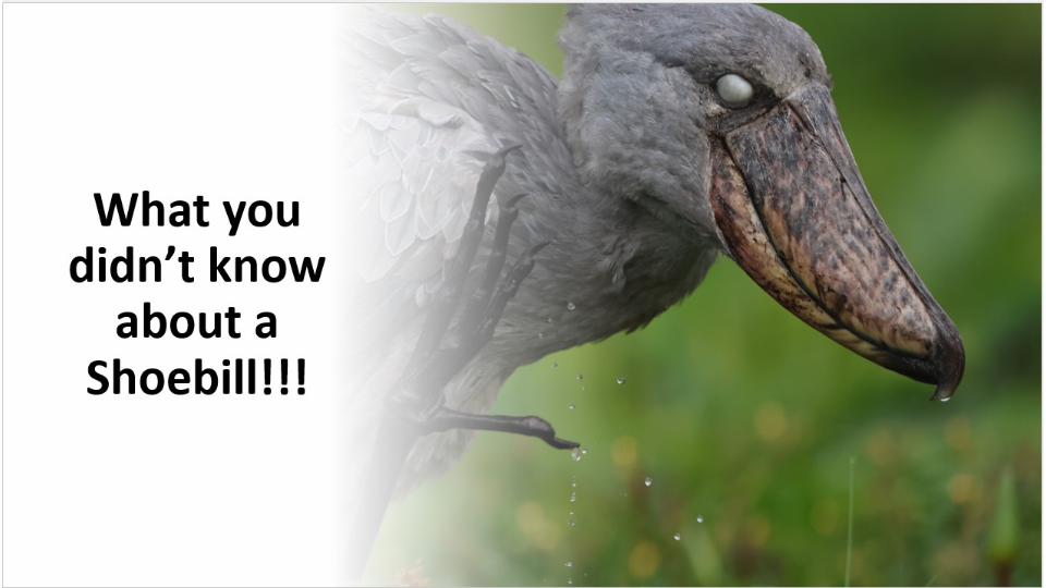 Judith Mirembe • In the World of Shoebills: The king of the African ...
