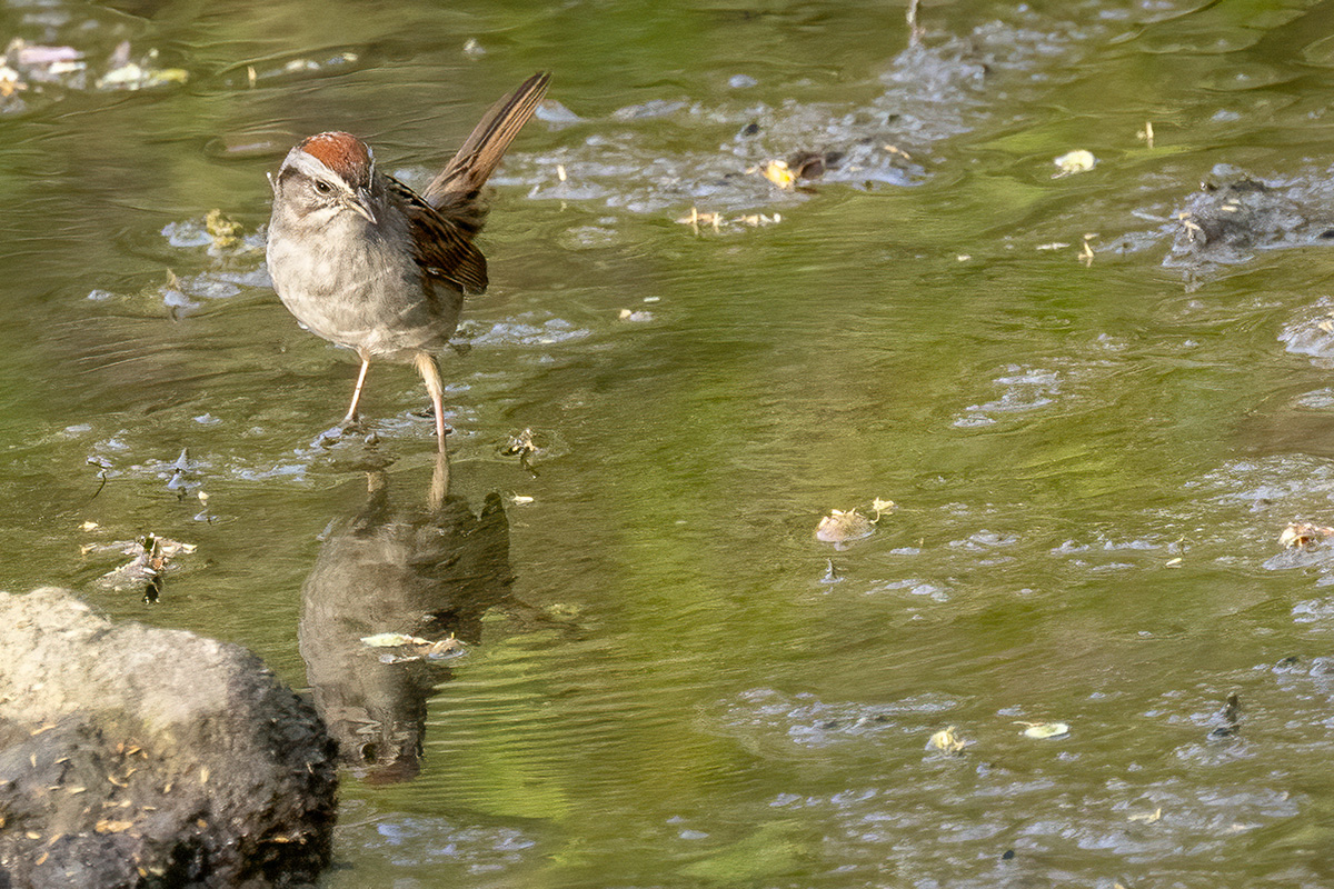 Birds & Brews: Central Park with Leaders Amanda Bielskas, Alan Drogin ...