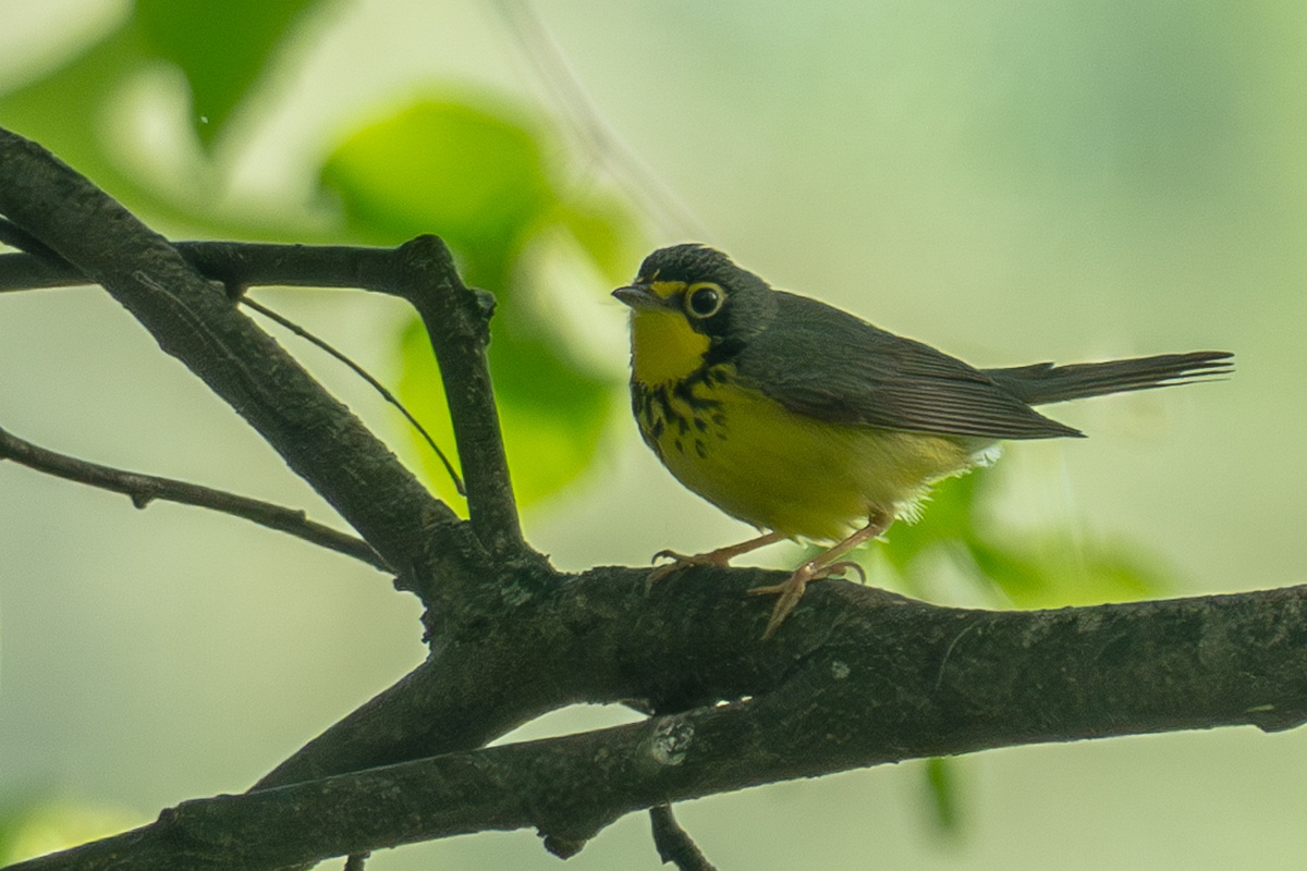 Central Park Spring Migration Walk with Alice Deutsch, Alan Drogin, and ...