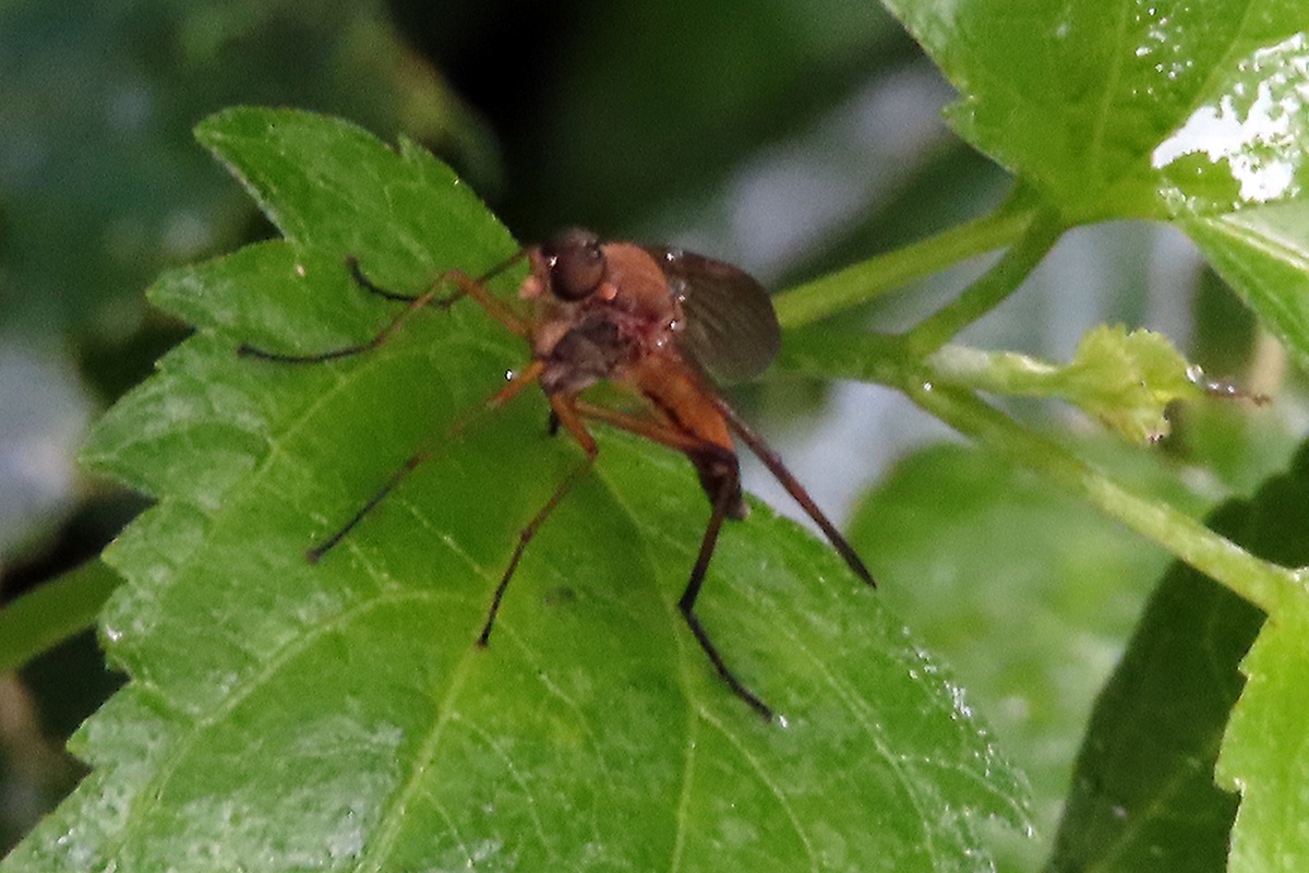 Van Cortlandt Park Nature Walk: Birds, Butterflies, and More with Ken ...