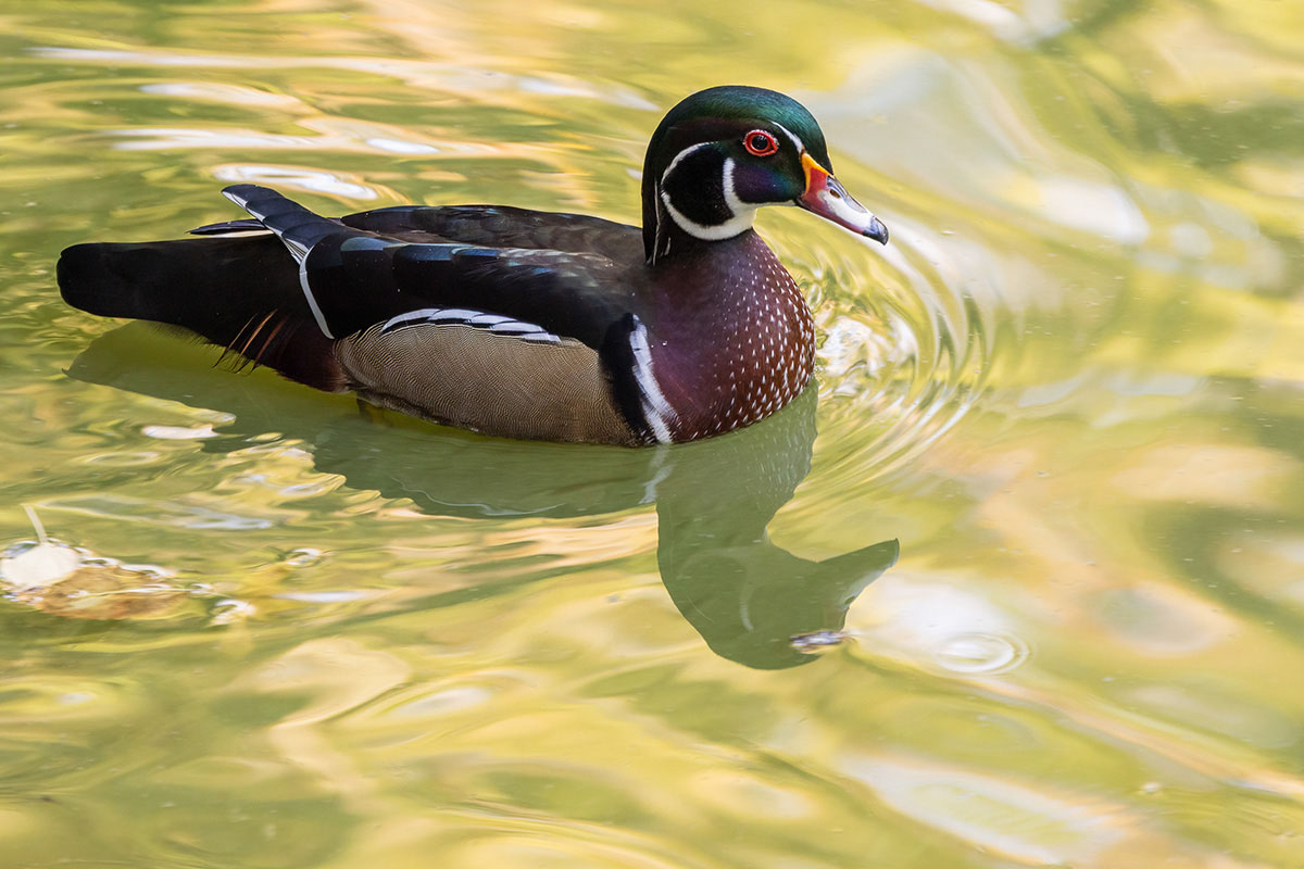 Central Park Fall Migration Walk with Richard Davis, Alan Drogin, and ...