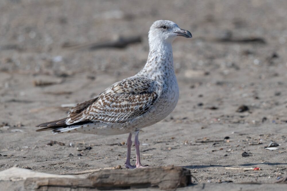 Gull Identification at Coney Island with Bobbi Manian & Dennis ...