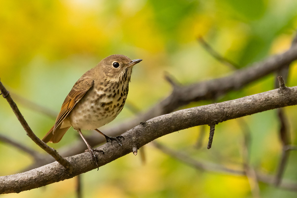 Better Bird Photography in Central Park with Richard Davis, 10/26/2025 ...
