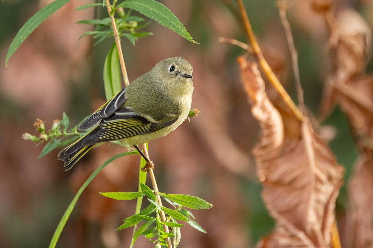 Central Park Fall Migration Walk with Richard Davis, Alice Deutsch ...